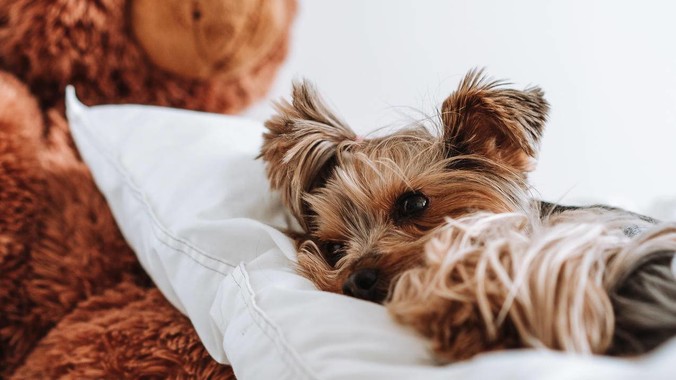 小清新4K线条小狗壁纸，3840x2160像素，免费下载 - 分享鲨壁纸网